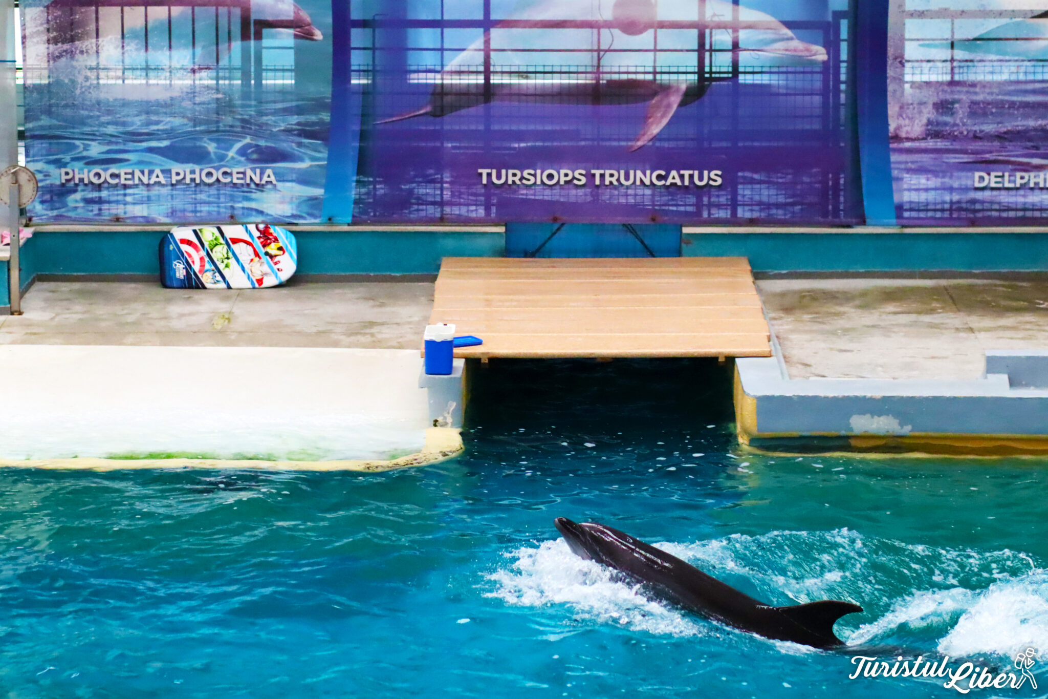 Delfinariu Constanta - Un Spectacol ce Merita Vazut! | TuristulLiber.ro