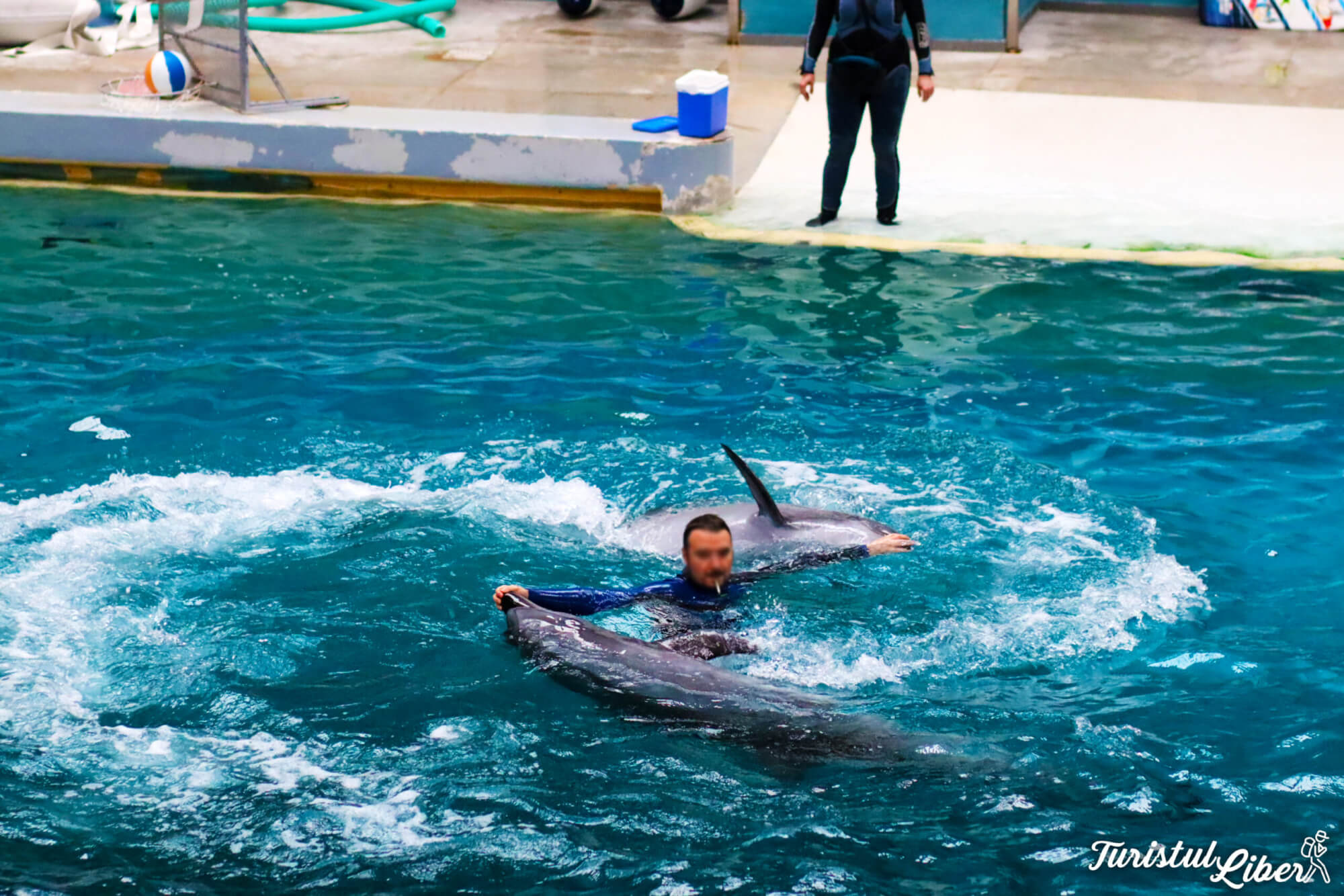 Delfinariu Constanta - Un Spectacol ce Merita Vazut! | TuristulLiber.ro
