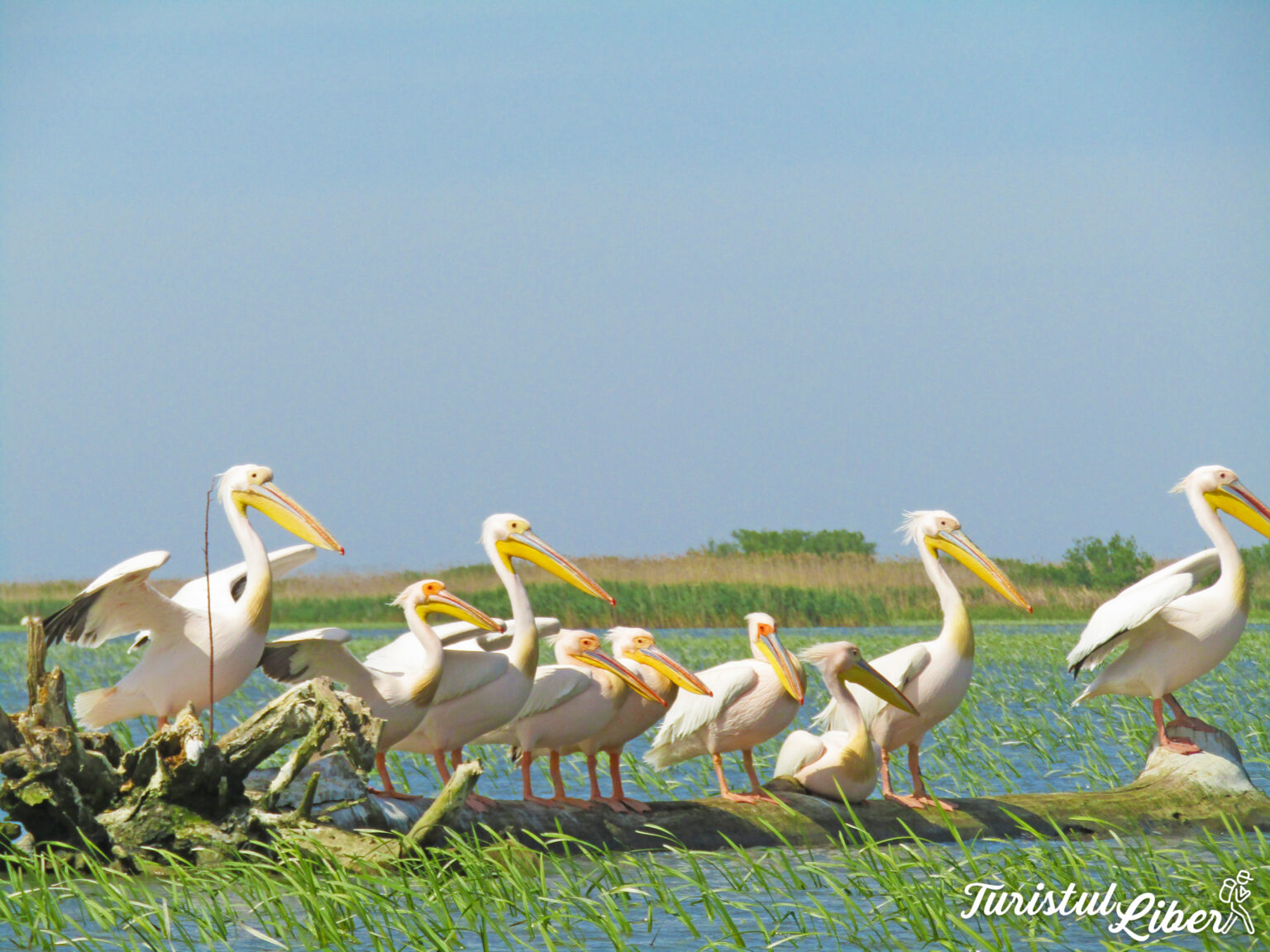 Pelicanii - Curiozitati despre pelicanul comun si pelicanul cret